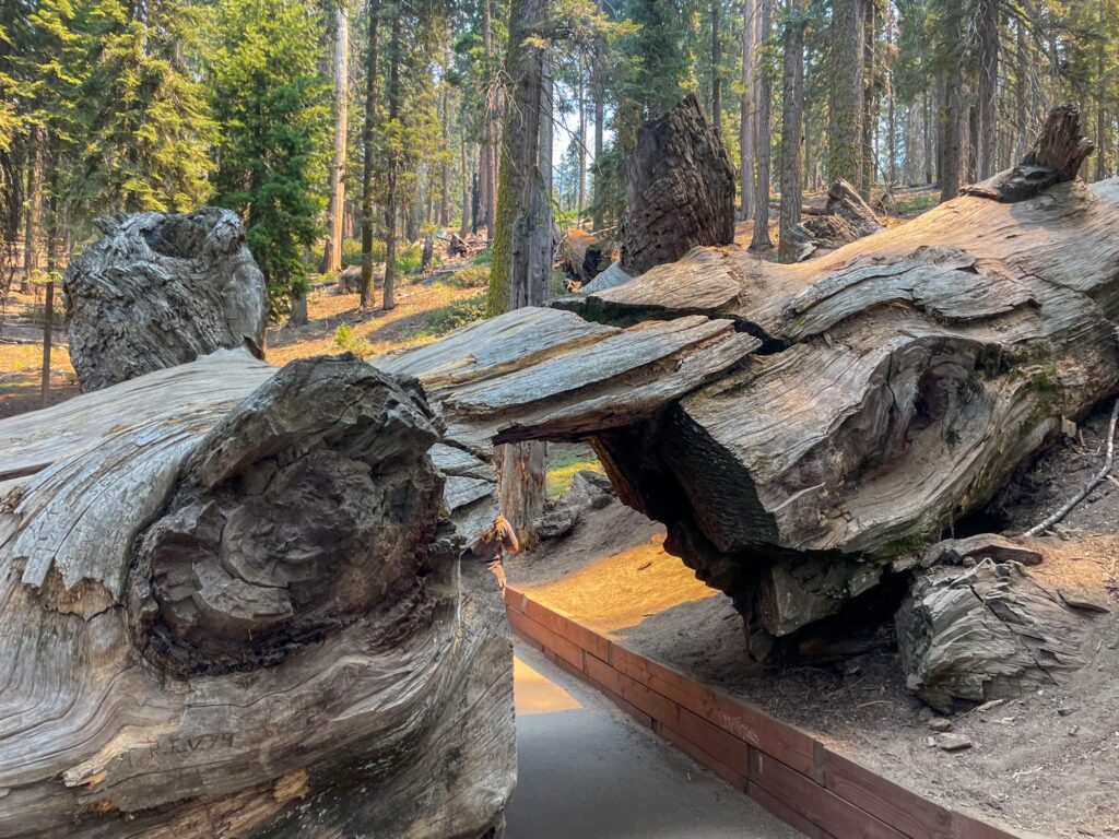 A Perfect A Perfect 1-Day Sequoia National Park Itinerary